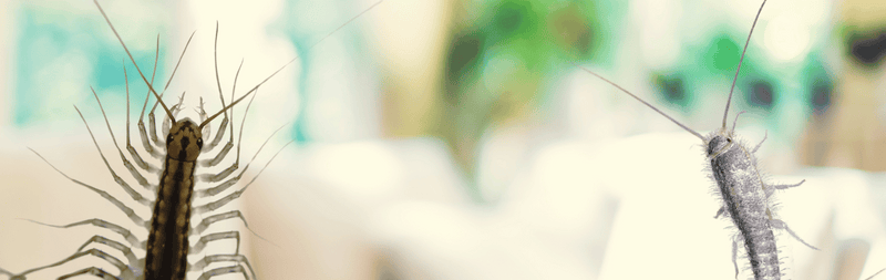 Silverfish vs. centipedes: Telling the difference and keeping them out