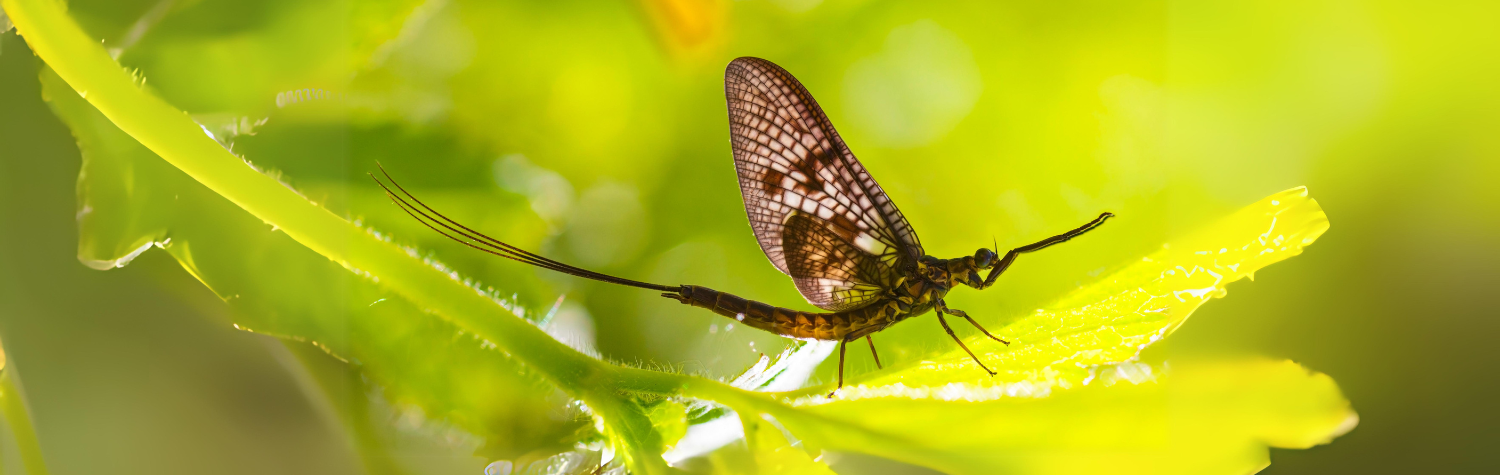 Understanding mayflies: Do they bite? | Dr. Killigan's insights