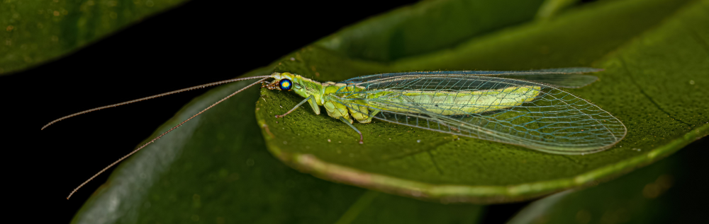 Do lacewings bite? Separating myth from reality