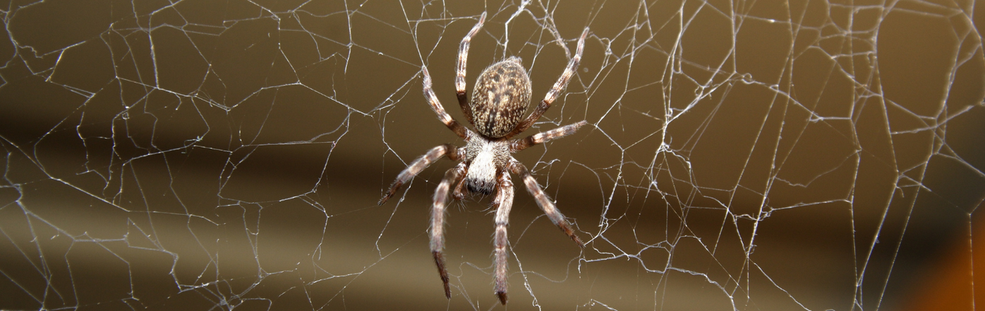 How long can a spider live without food?