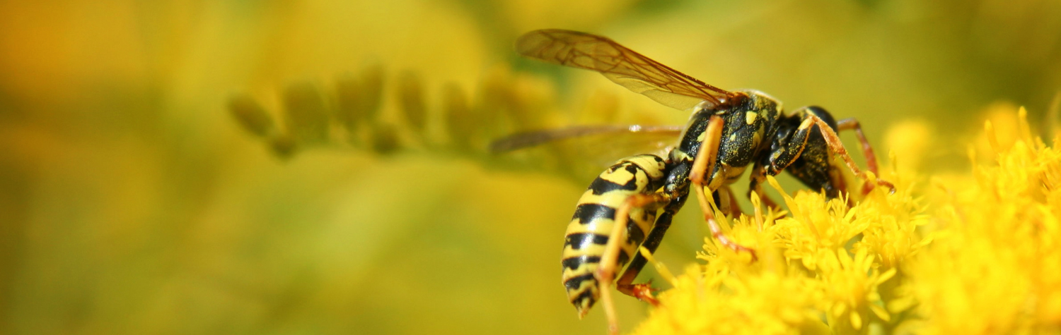 Understanding how long wasps live: Insights into their life cycle