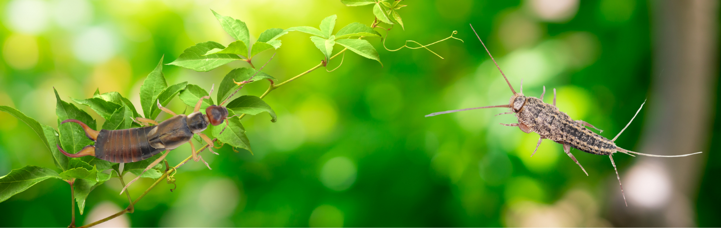 Insects – Dr. Killigan's