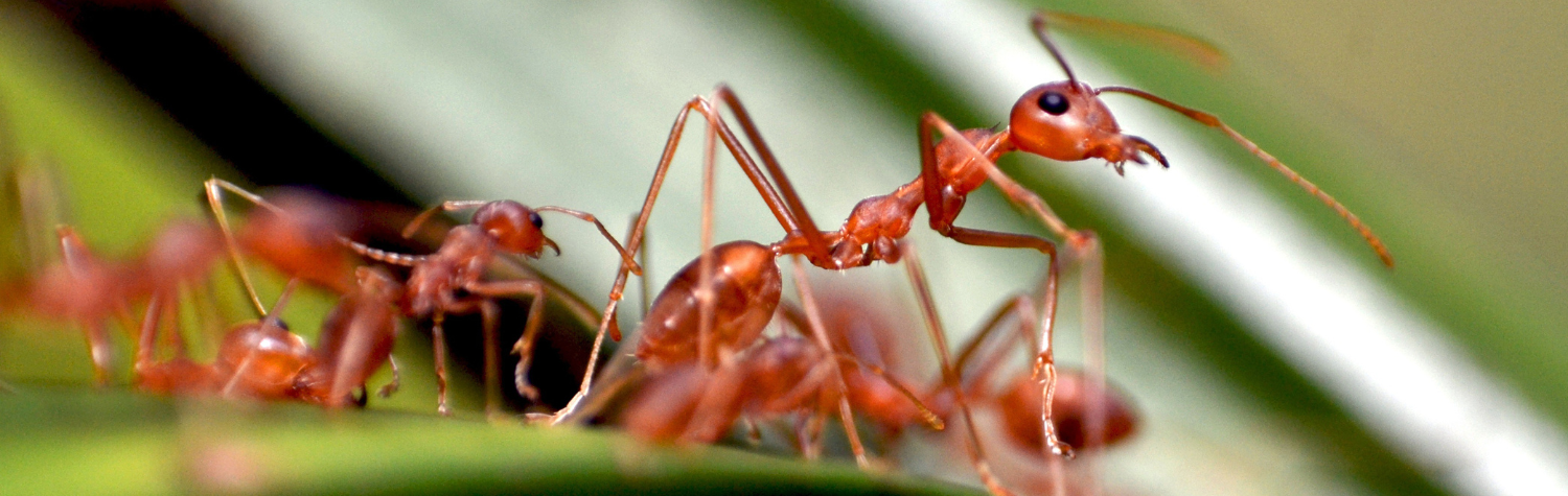Small red ants unmasked: Identify and eliminate common indoor species