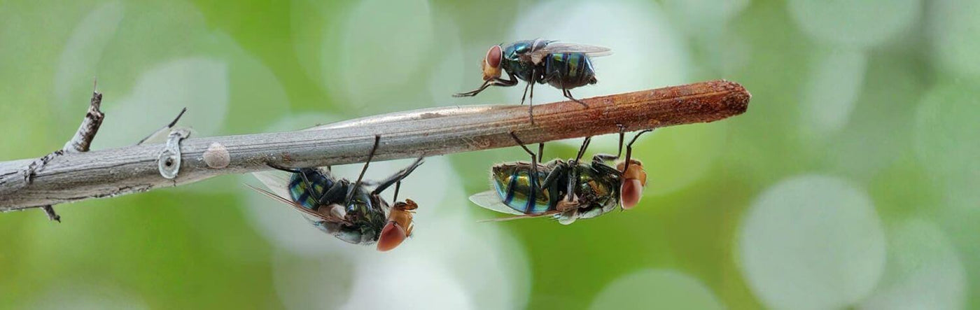 Why am I seeing so many flies in my house in winter? Learn cluster ...