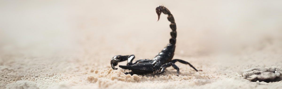 do scorpions spin webs