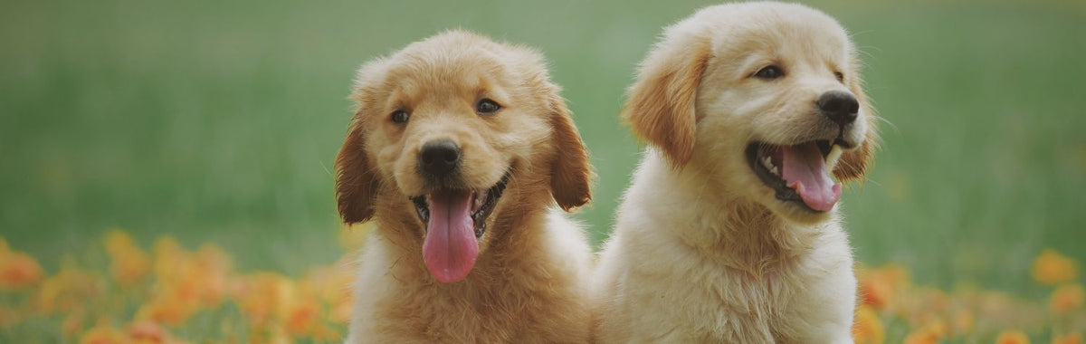 Is clove oil safe for dogs? Essential oil insights for pet owners