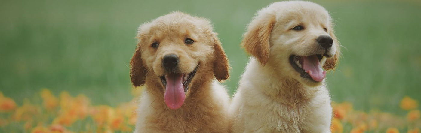 Is clove oil safe for dogs? Essential oil insights for pet owners