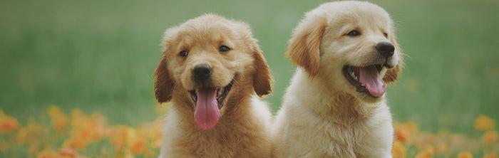Is clove oil safe for dogs? Essential oil insights for pet owners