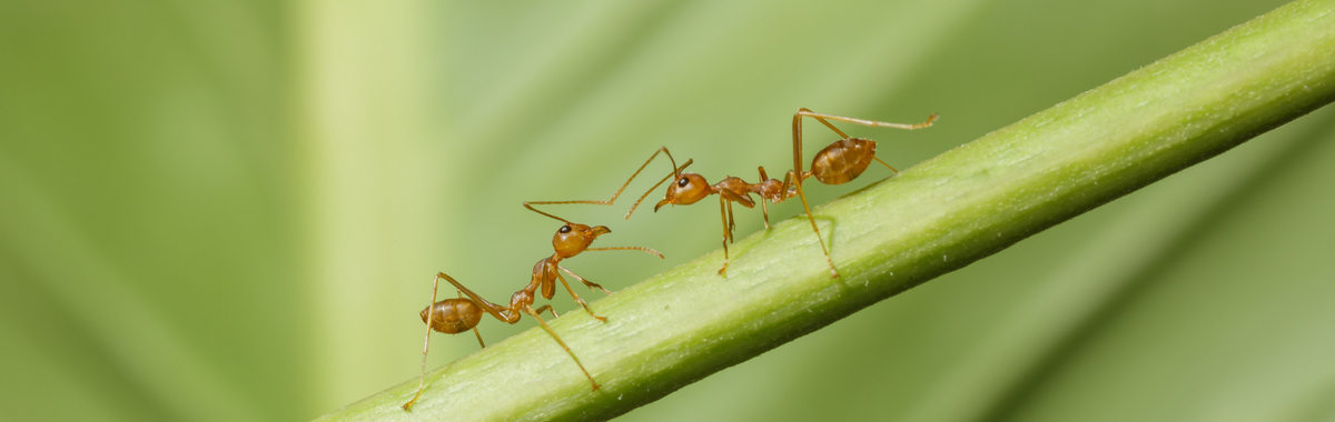 How insects use pheromones – Dr. Killigan's