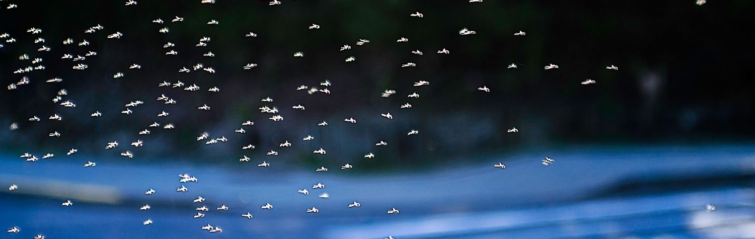 Do gnats bite humans? Fruit flies vs gnats & other key differences