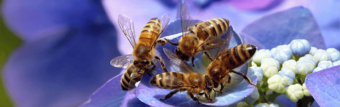 How long do bees live? Discover lifespans by caste and role in nature